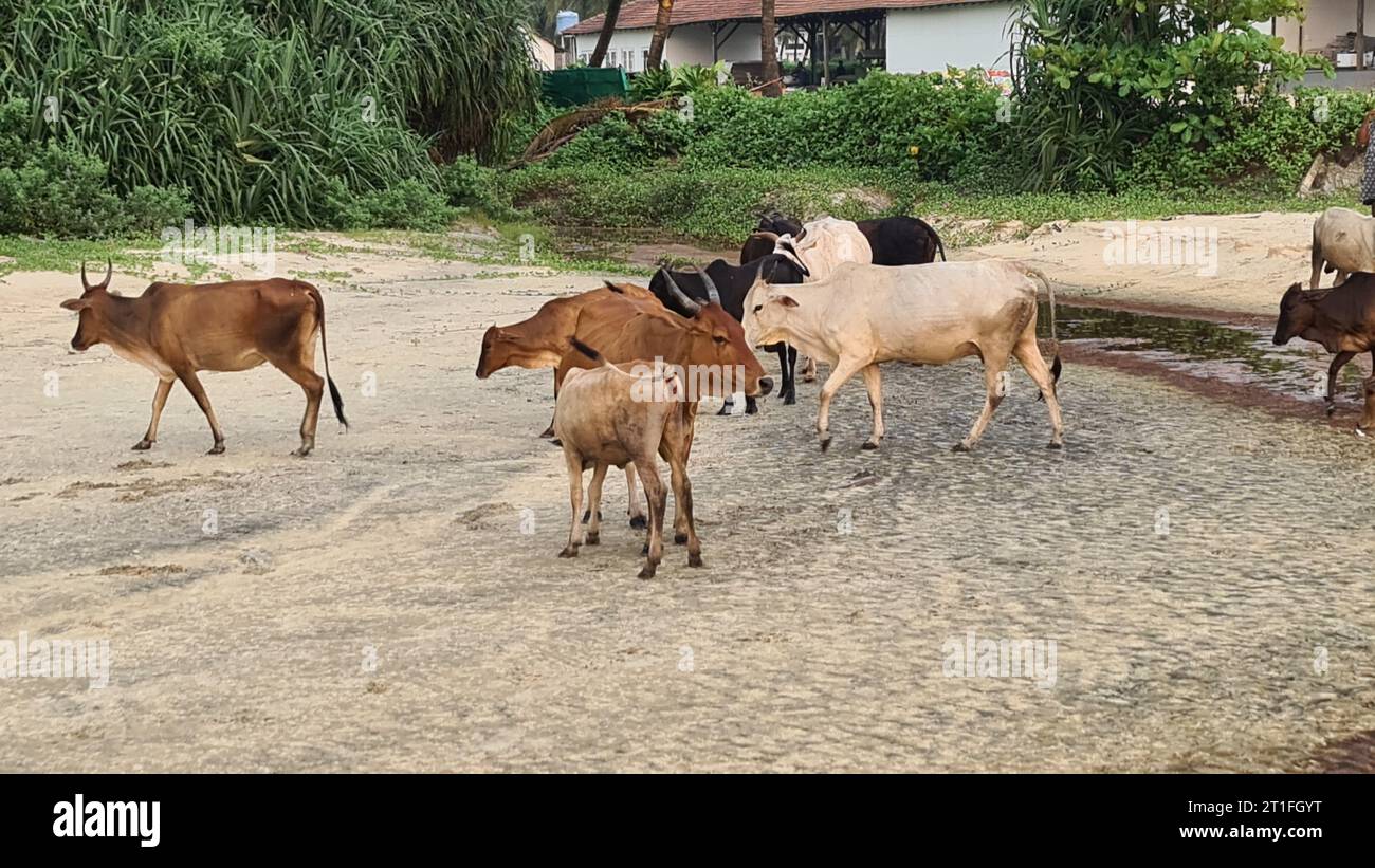 Cows going home in the evening via the beach route after grazing the ...