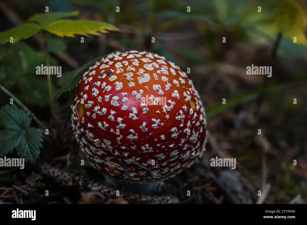 Amanita muscaria. One red toxic mushroom. Fly agaric. Fly amanita Stock ...