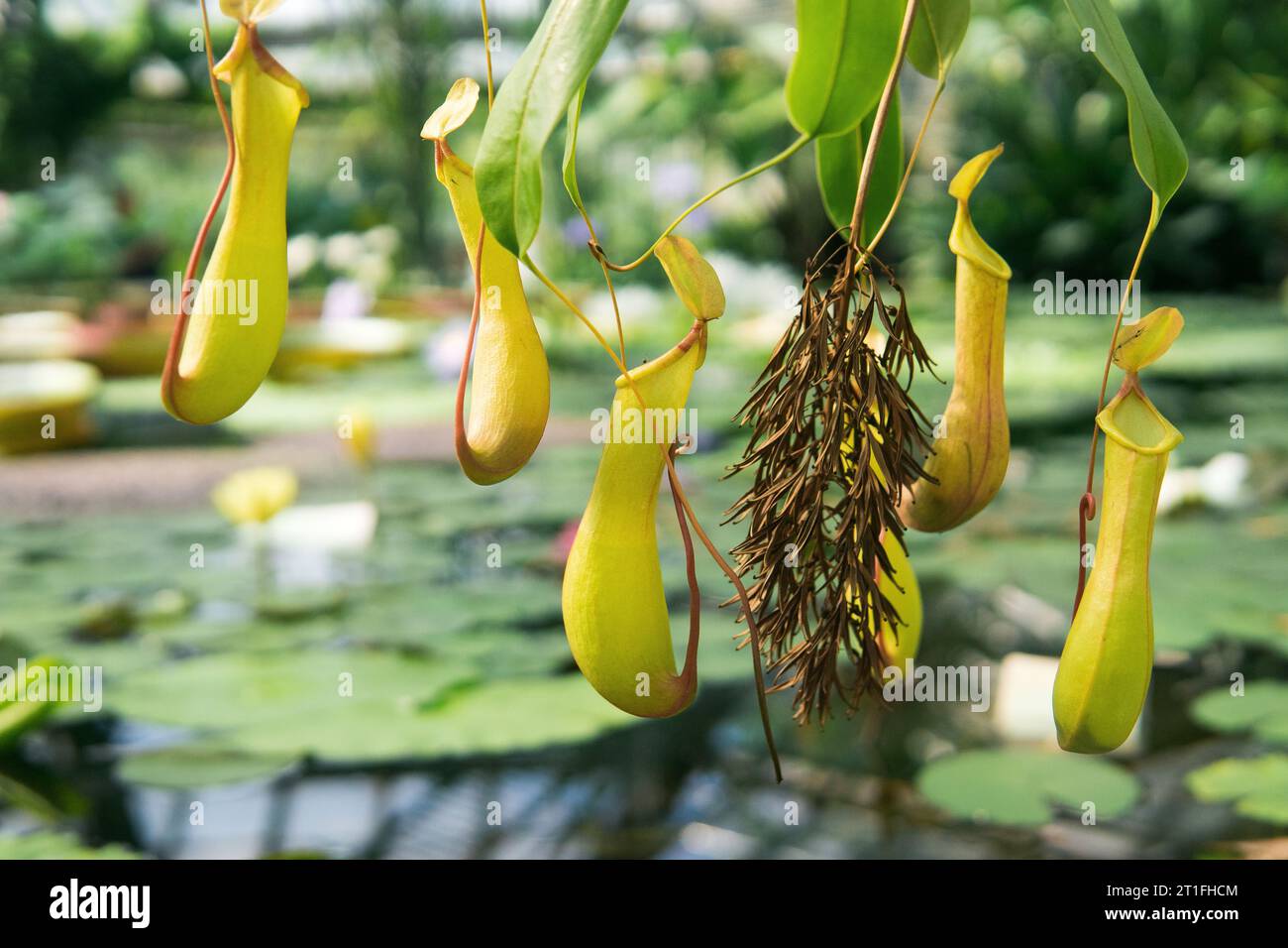 trapping pitcher of a carnivorous tropical plant nepenthes Stock Photo ...