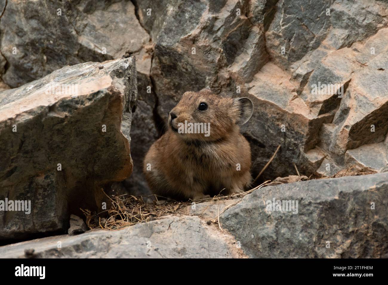 Campo mongol hi-res stock photography and images - Alamy