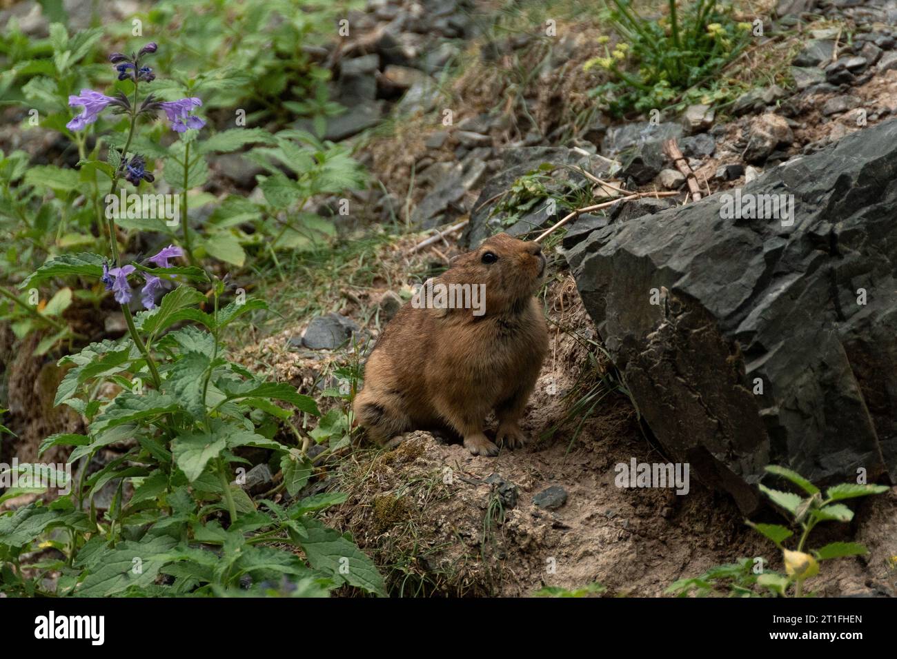 Field mouse in Yol Am canyon, mongolia Stock Photo - Alamy