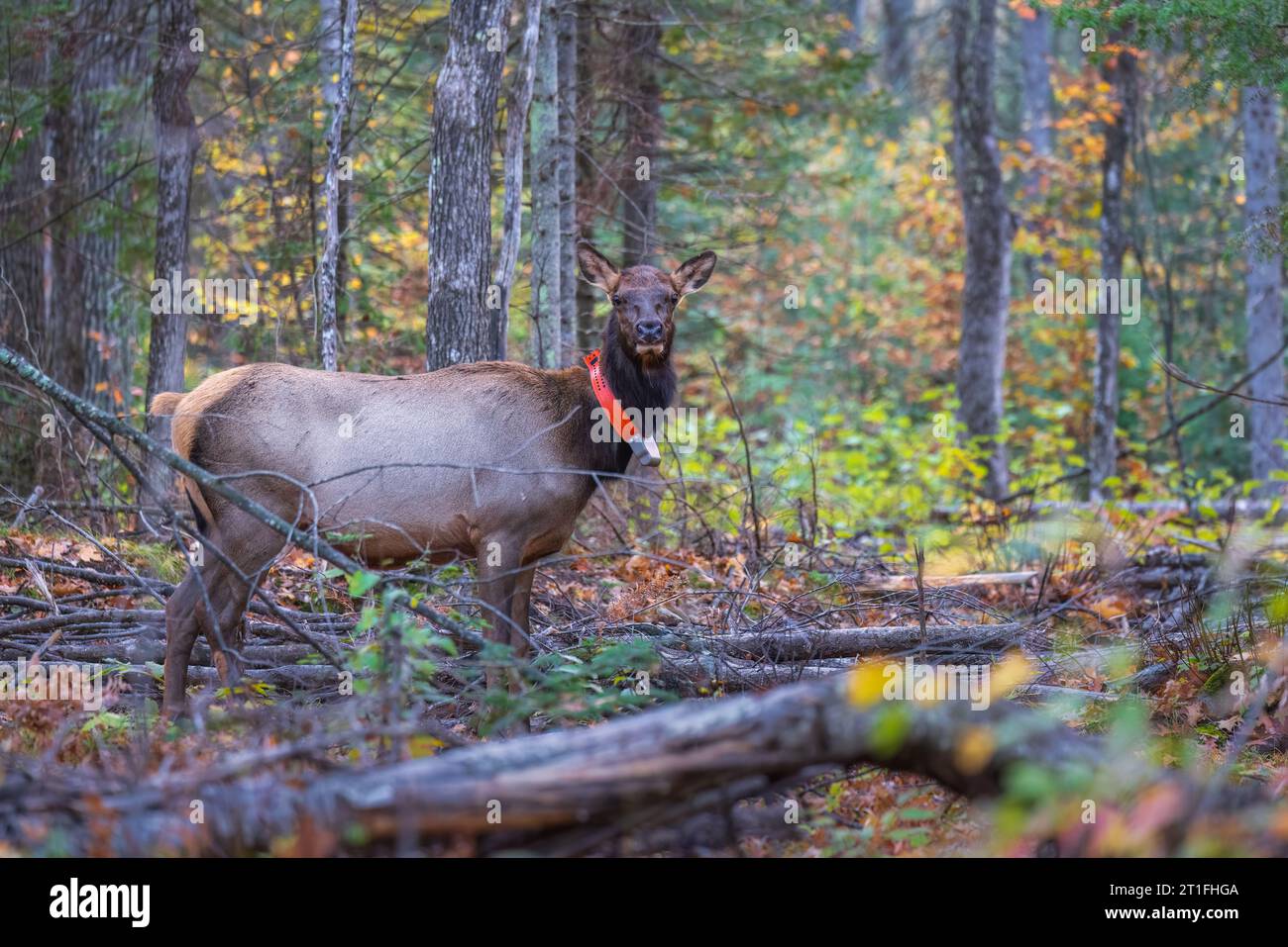 Female elk in the Clam Lake area of northern Wisconsin Stock Photo - Alamy
