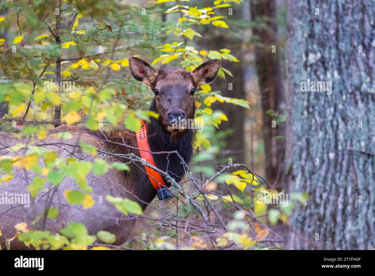 Female elk in the Clam Lake area of northern Wisconsin Stock Photo - Alamy