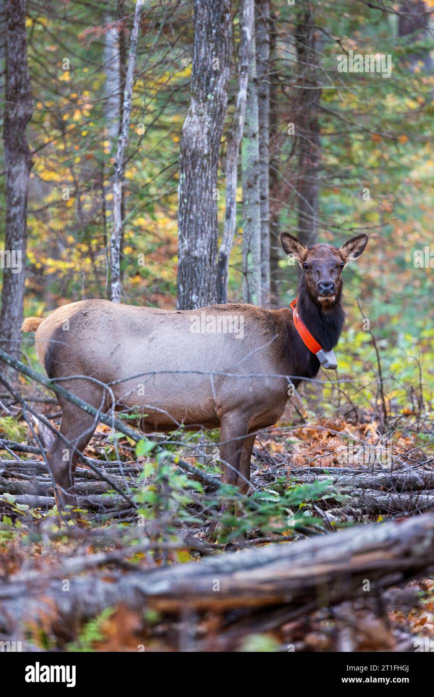 Female elk in the Clam Lake area of northern Wisconsin Stock Photo - Alamy