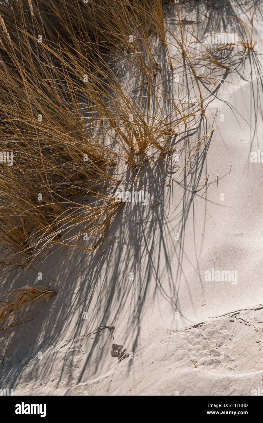 Sandy background with grass on the beach Stock Photo - Alamy