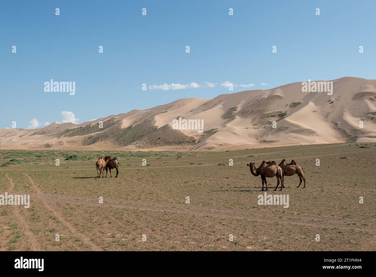 Dunas del desierto de gobi hi-res stock photography and images - Alamy