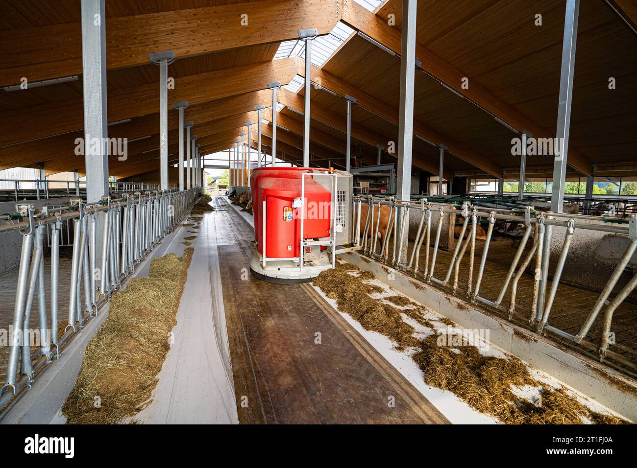 Rindviehfütterung - Futterroboter beim Vorgeben von Grundfutter im ...