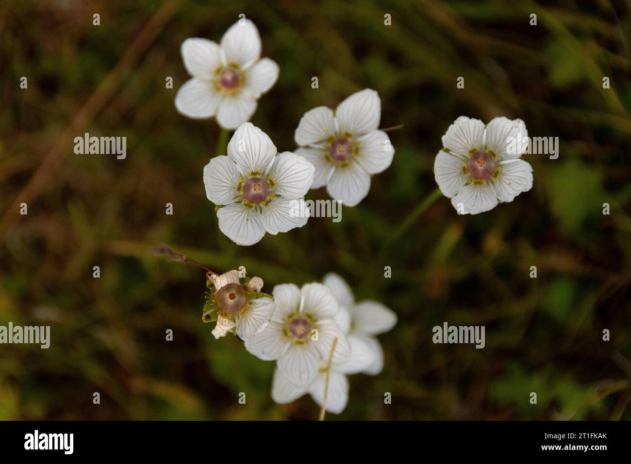 Beautiful flora in Mongolia Stock Photo - Alamy