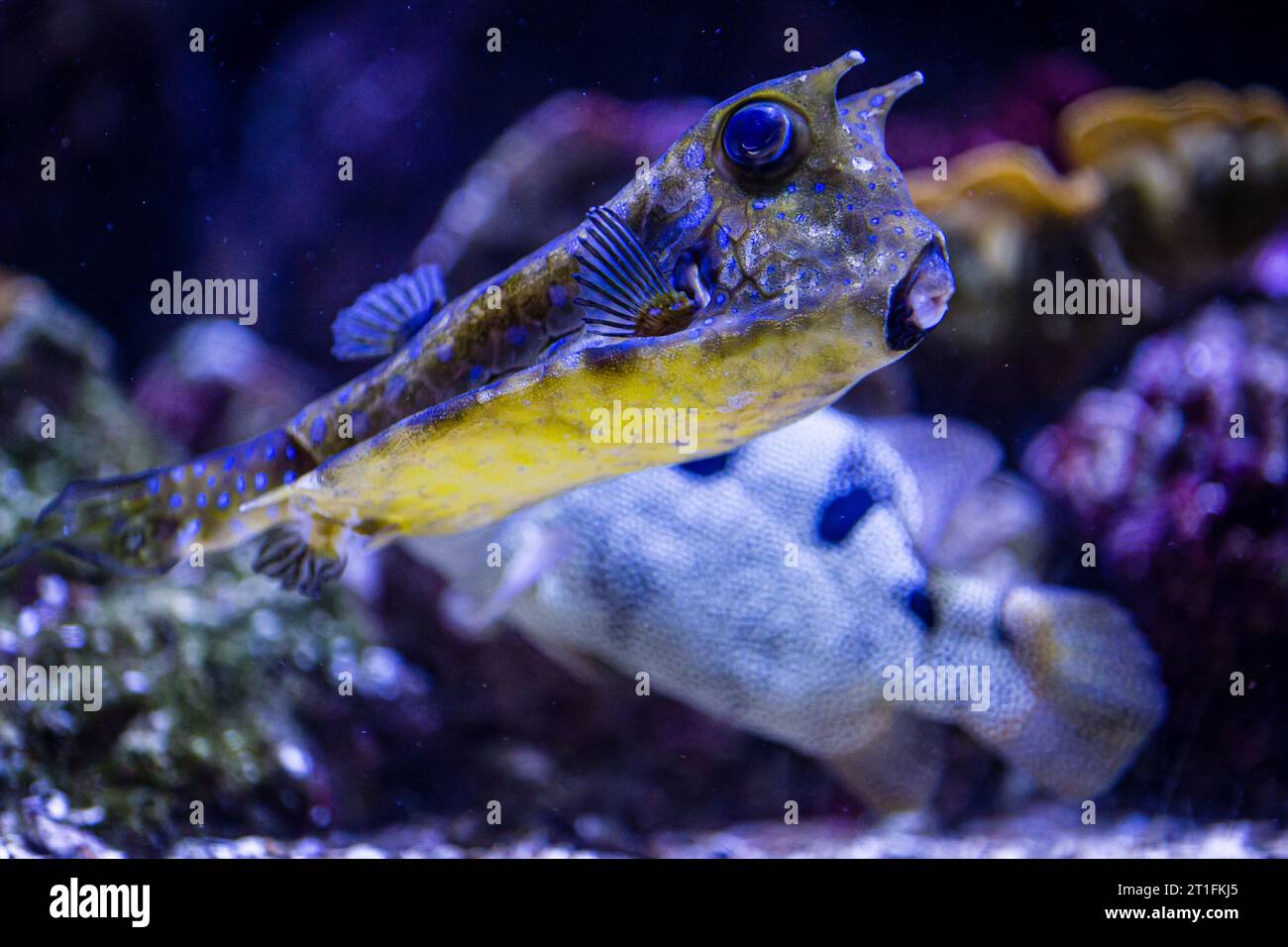 Longhorn cowfish inside an aquarium of Biarritz sea museum, France ...