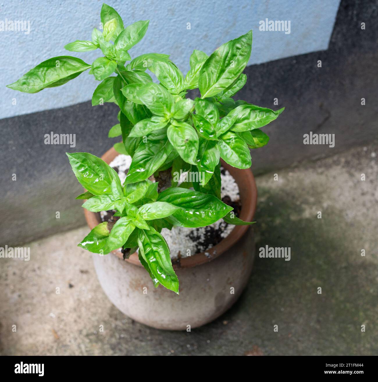 Genovese basil or Sweet Basil (Ocimum basilicum) growing in a ...
