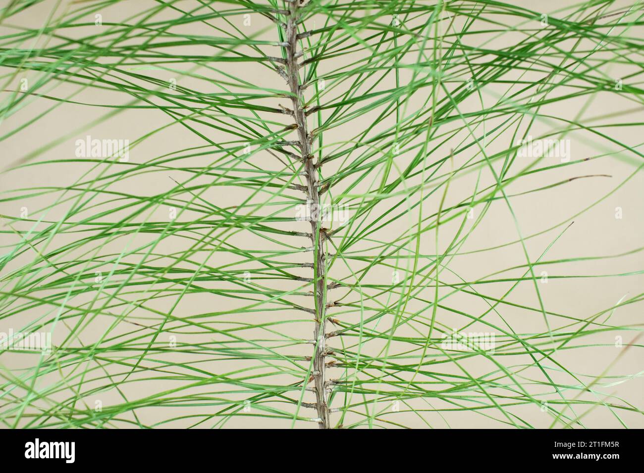 Fresh cut pine branches natural decoration Stock Photo - Alamy