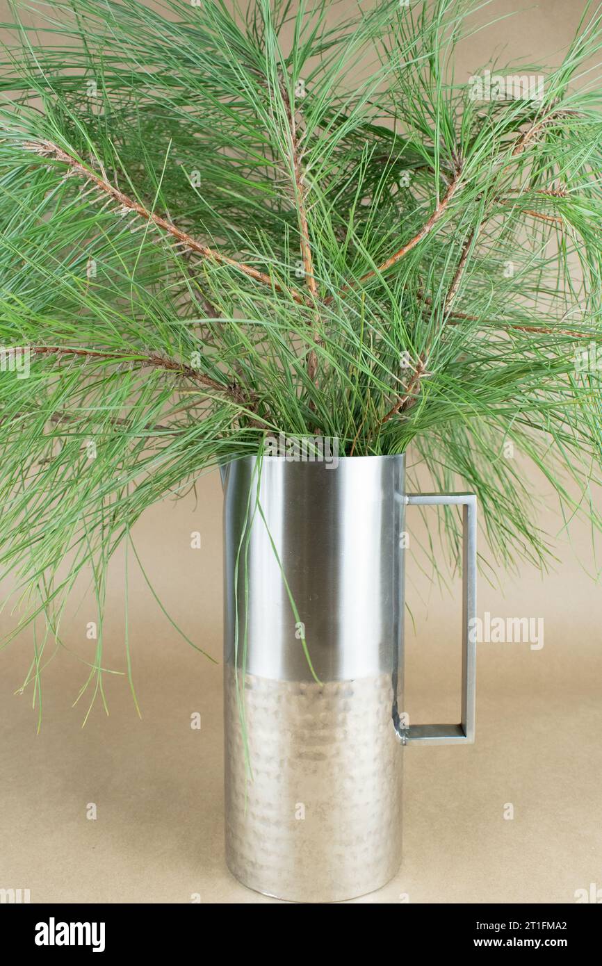Southern pine branches silver pitcher centerpiece Stock Photo - Alamy