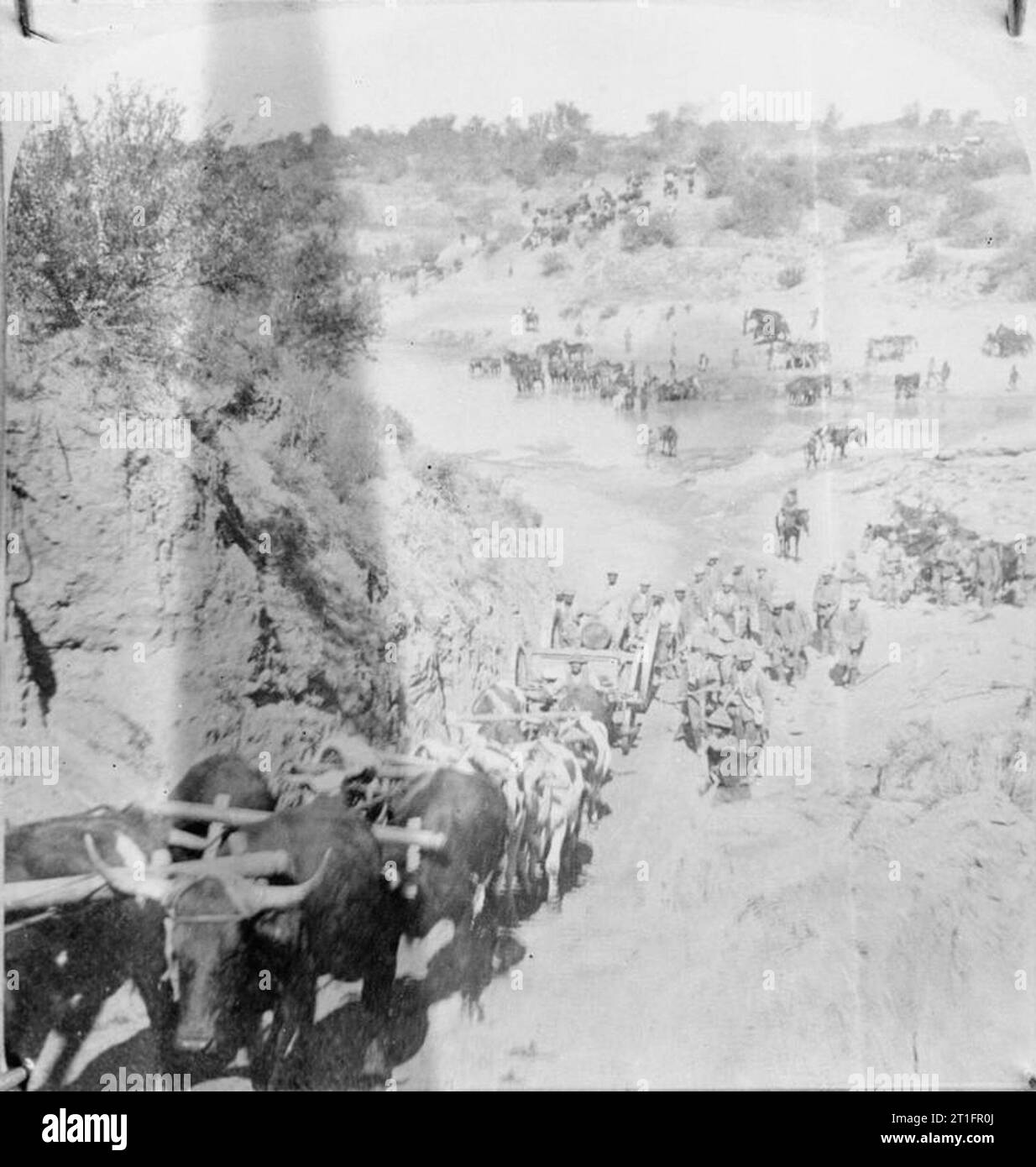 The Second Boer War, 1899-1902 Oxen drawn column of the British Army ...