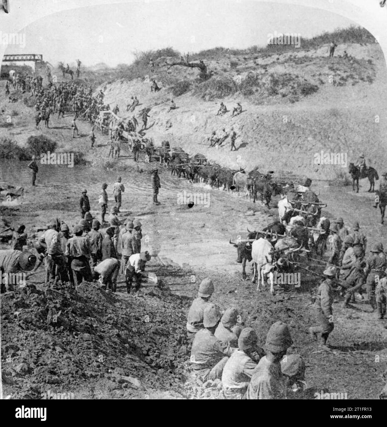 The Second Boer War, 1899-1902 Oxen drawn column of the British Army ...