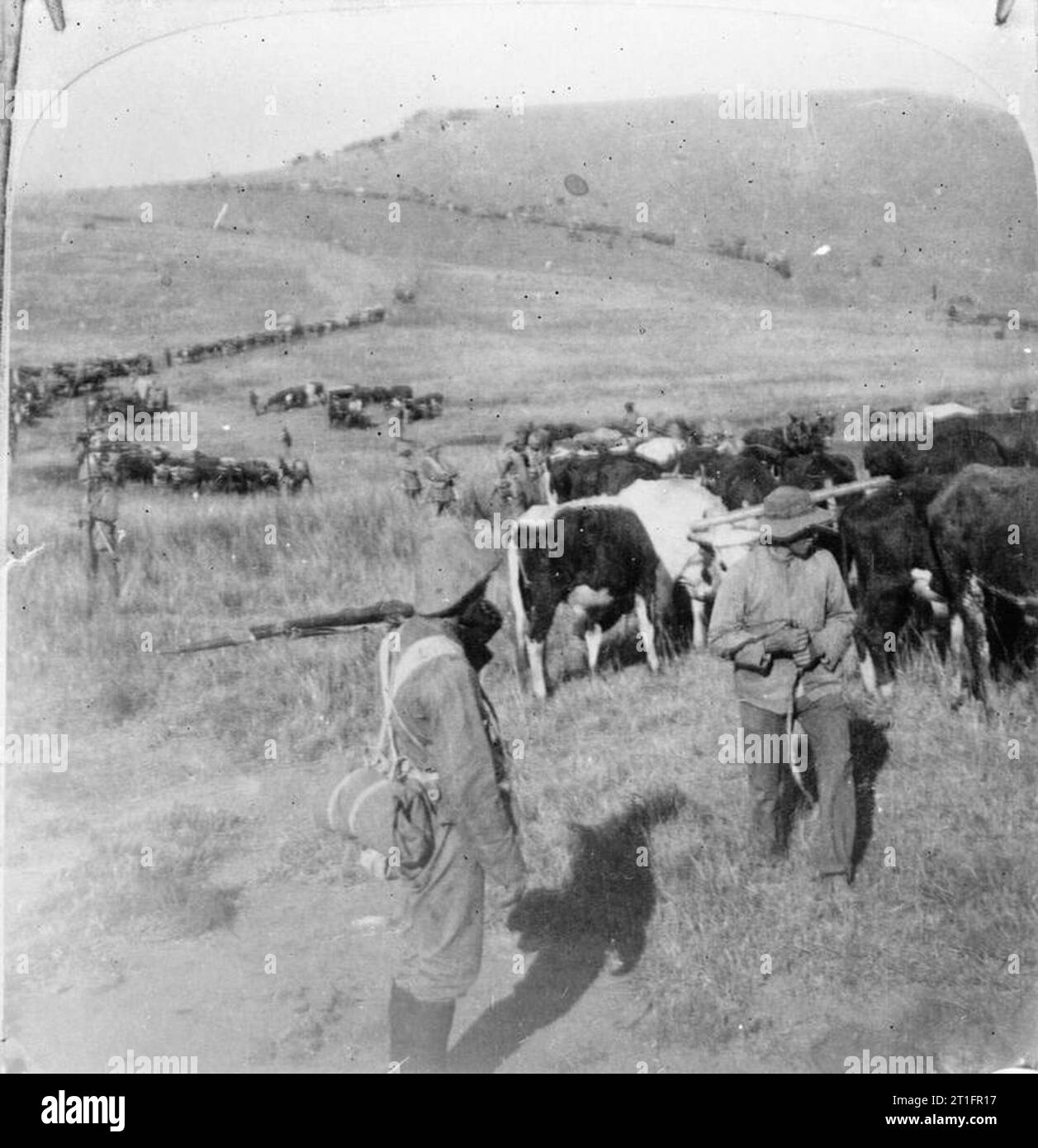 The Second Boer War, 1899-1902 Transport column on the move in the ...