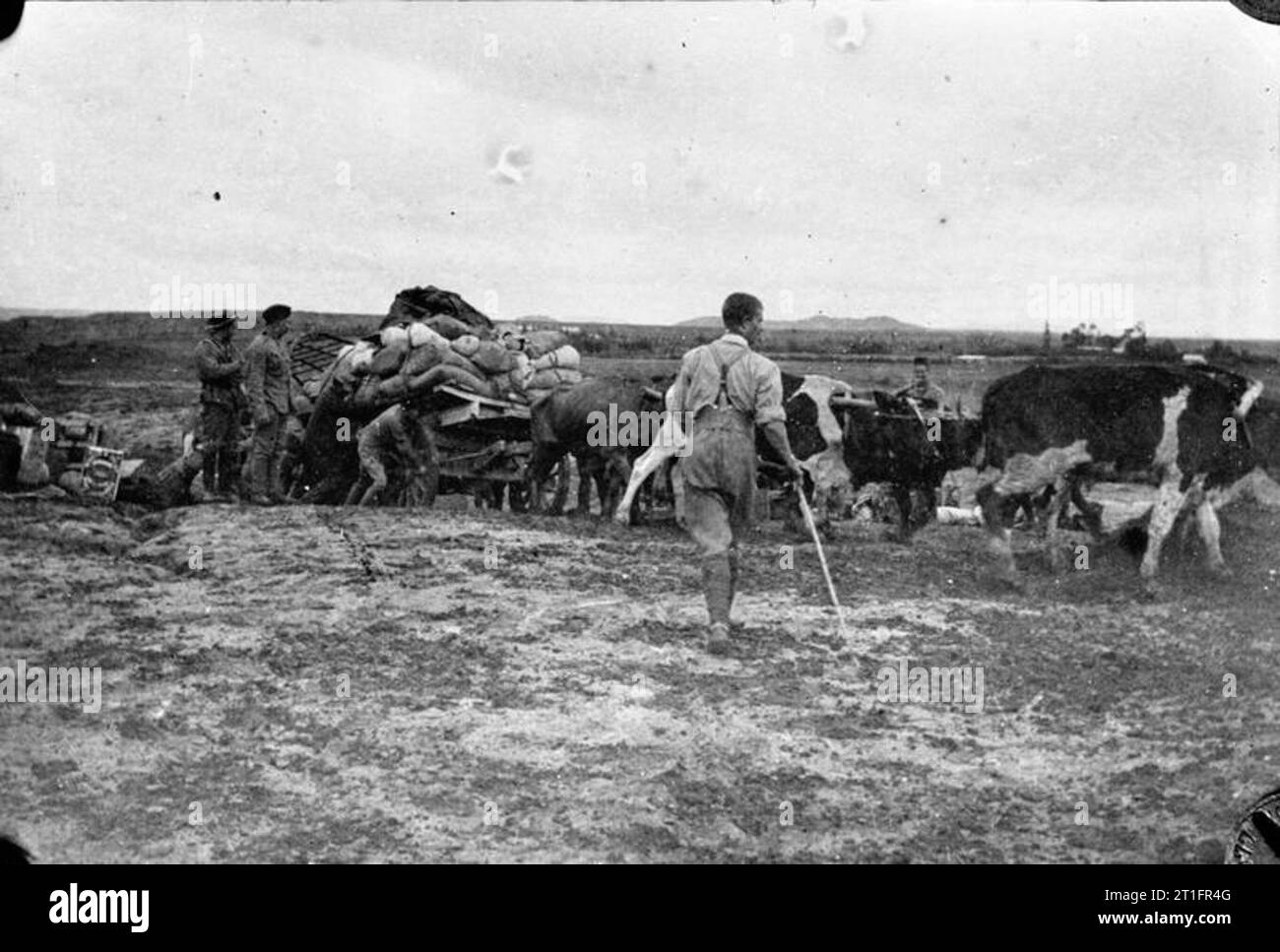 The Second Boer War, 1899-1902 Supply wagon being pulled out mud by ...