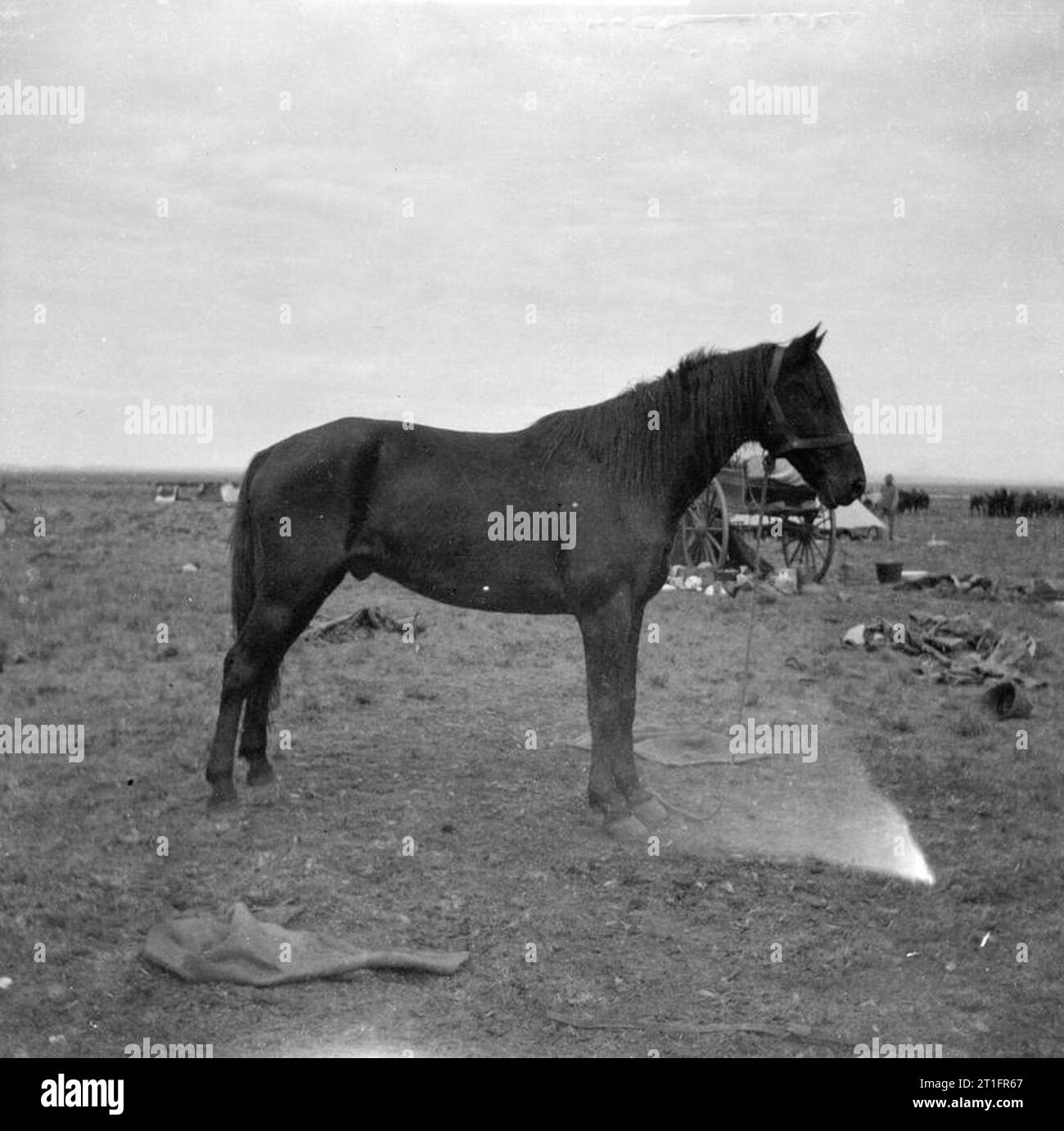 The Second Boer War, 1899-1902 Horse of one of the British Army mounted ...