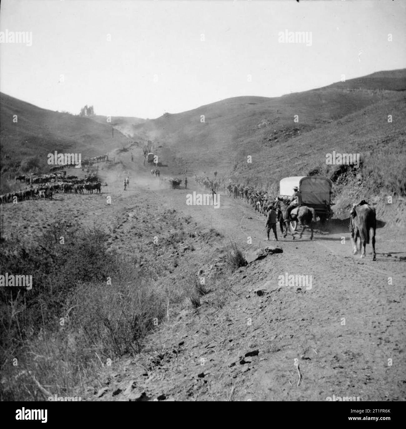 The Second Boer War, 1899-1902 Mule train wagon of the British Army on ...