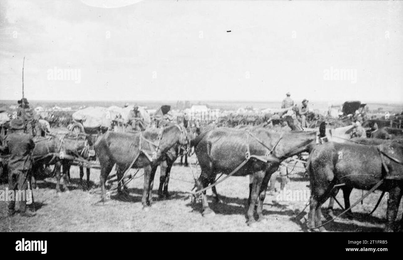 The Second Boer War, 1899-1902 Mule supply wagon in the British Army ...
