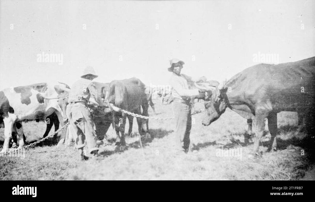 The Second Boer War, 1899-1902 Native African workers tending cattle ...