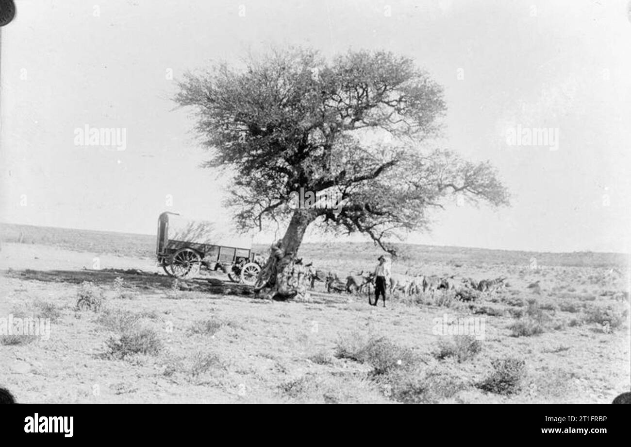 The Second Boer War, 1899-1902 Mule transport wagon of one of the Boer ...