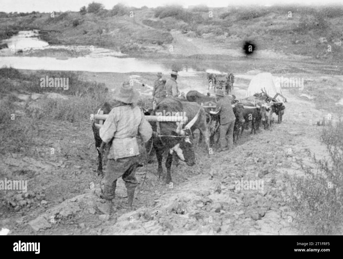 The Second Boer War, 1899-1902 Oxen drawn wagon, captured from the ...