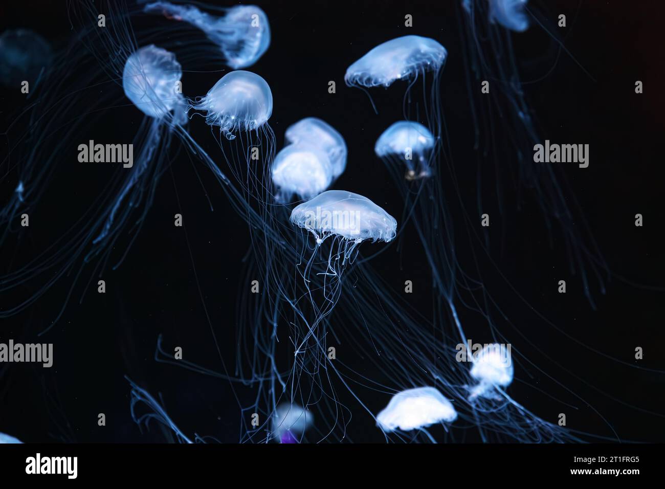 Atlantic sea nettle, Chrysaora quinquecirrha, East Cost sea nettle ...