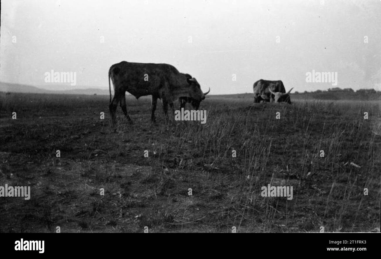 The Second Boer War, 1899-1902 Cattle at East Fort Stock Photo - Alamy