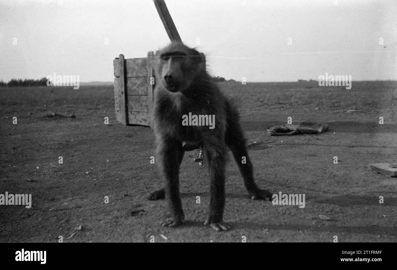 The Second Boer War, 1899-1902 Maggie the monkey, a regimental mascot ...