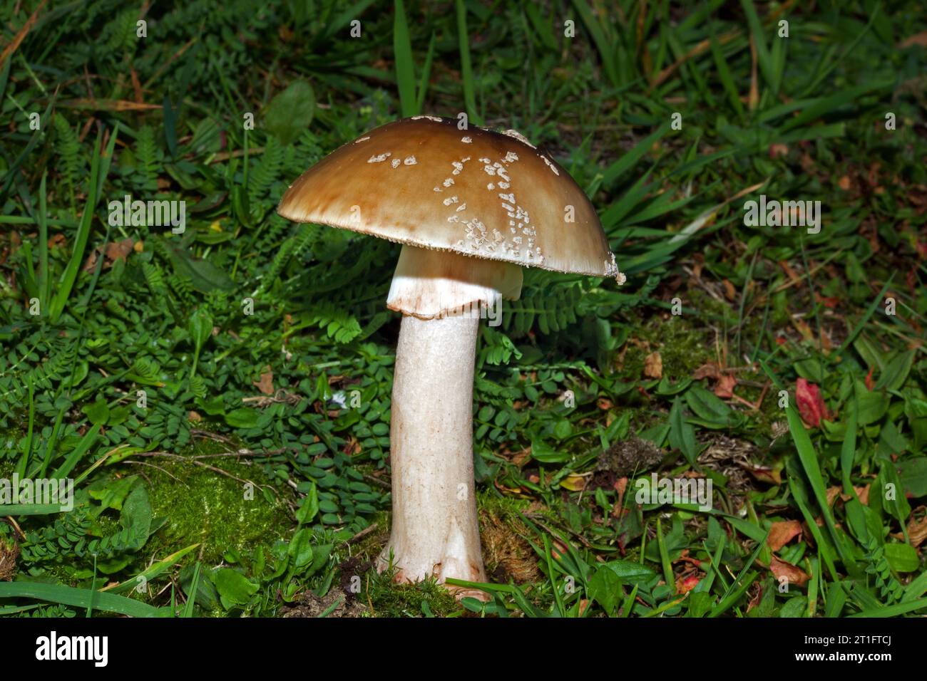 Fungus recorded in europe and north america hi-res stock photography ...