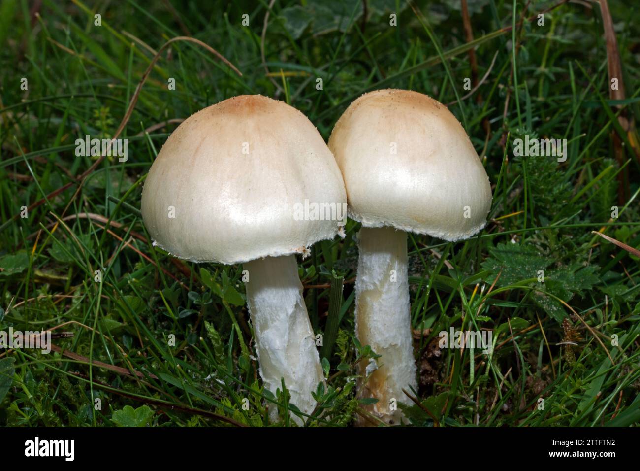 Fungus recorded in europe and north america hi-res stock photography ...