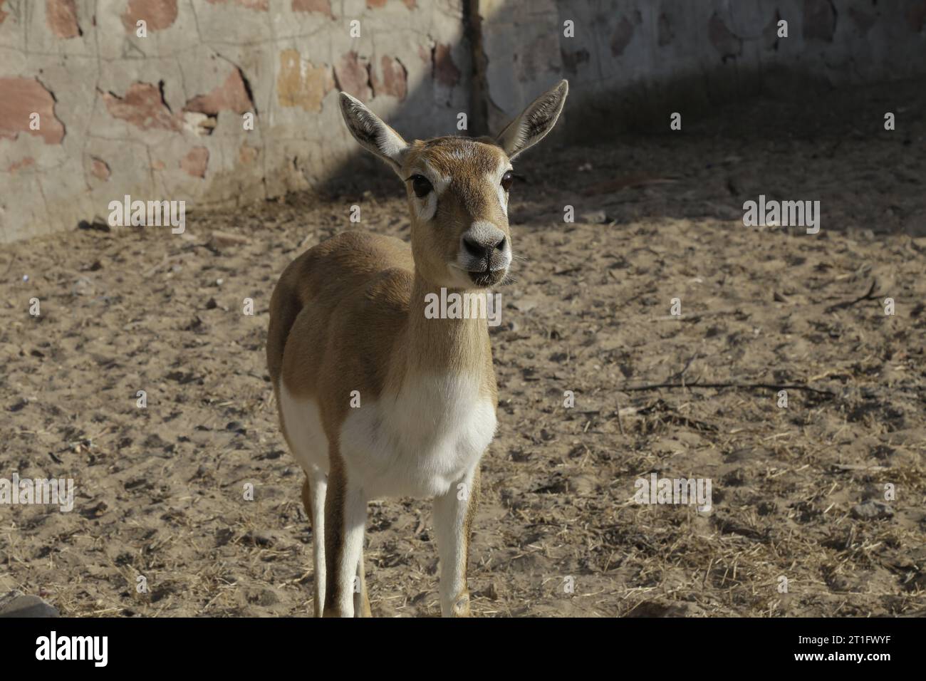 Indian Gazelle -Gazella bennettii, Natural Reserve Tal Chappar ...