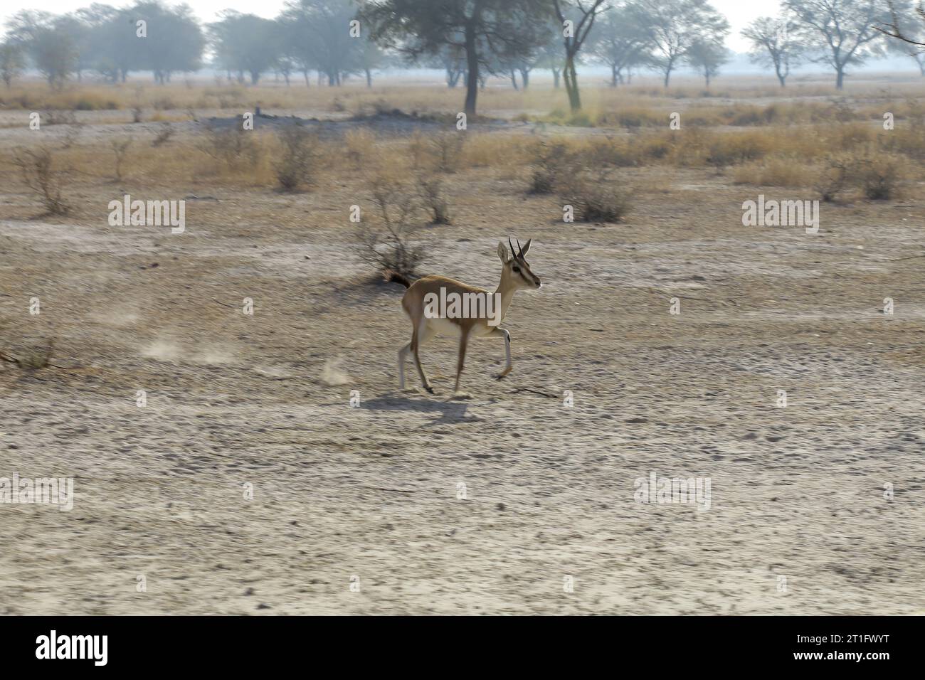 Indian Gazelle -Gazella bennettii, Natural Reserve Tal Chappar ...