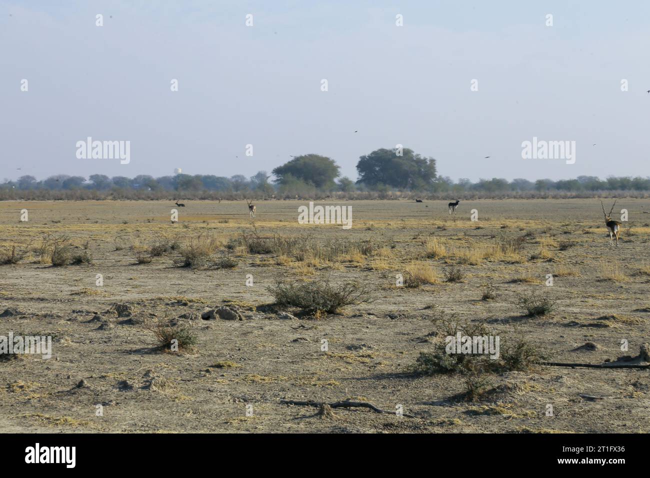 Arid climate mammal hi-res stock photography and images - Alamy