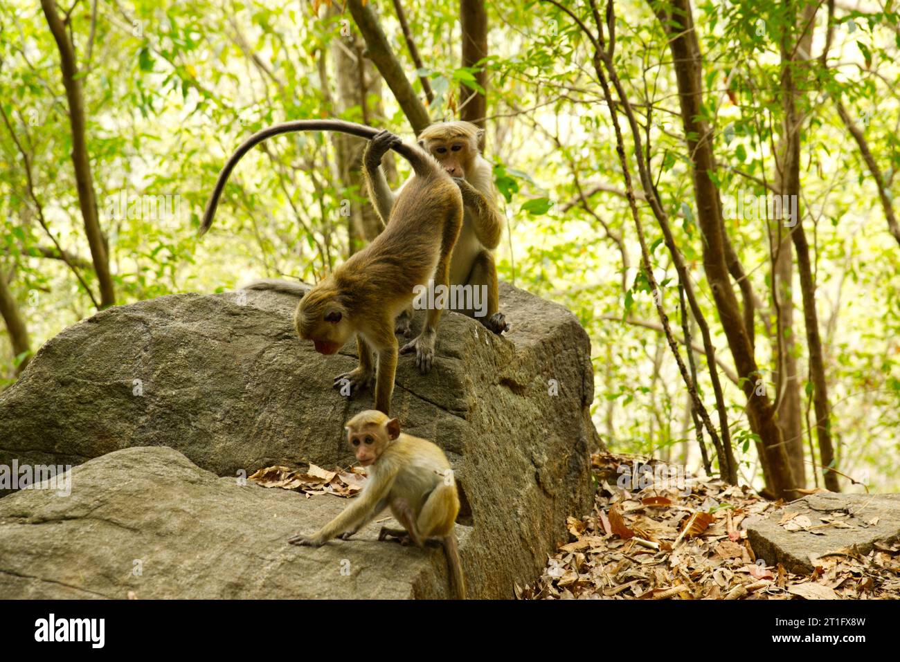 Wild monkeys in trees hi-res stock photography and images - Alamy