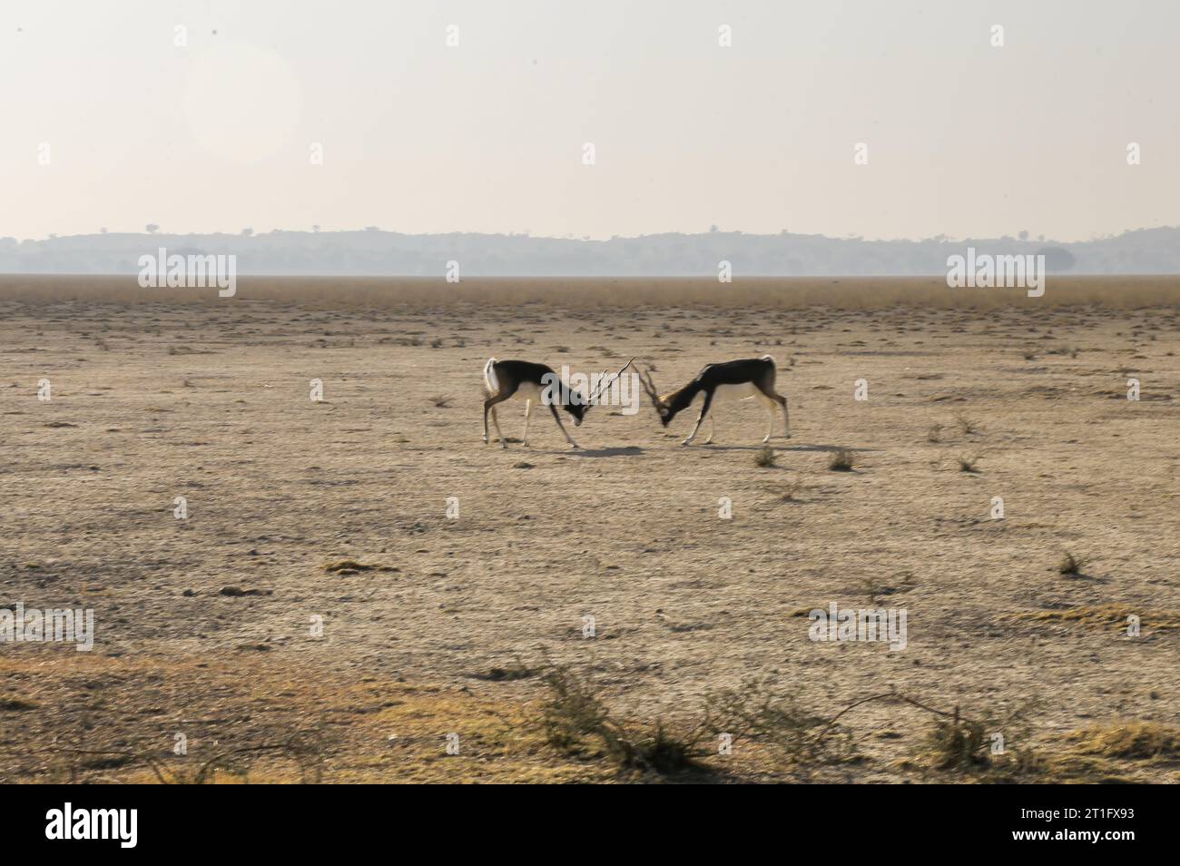 Blackbuck ( Antilope cervicapra ) in the wilderness area having a males ...