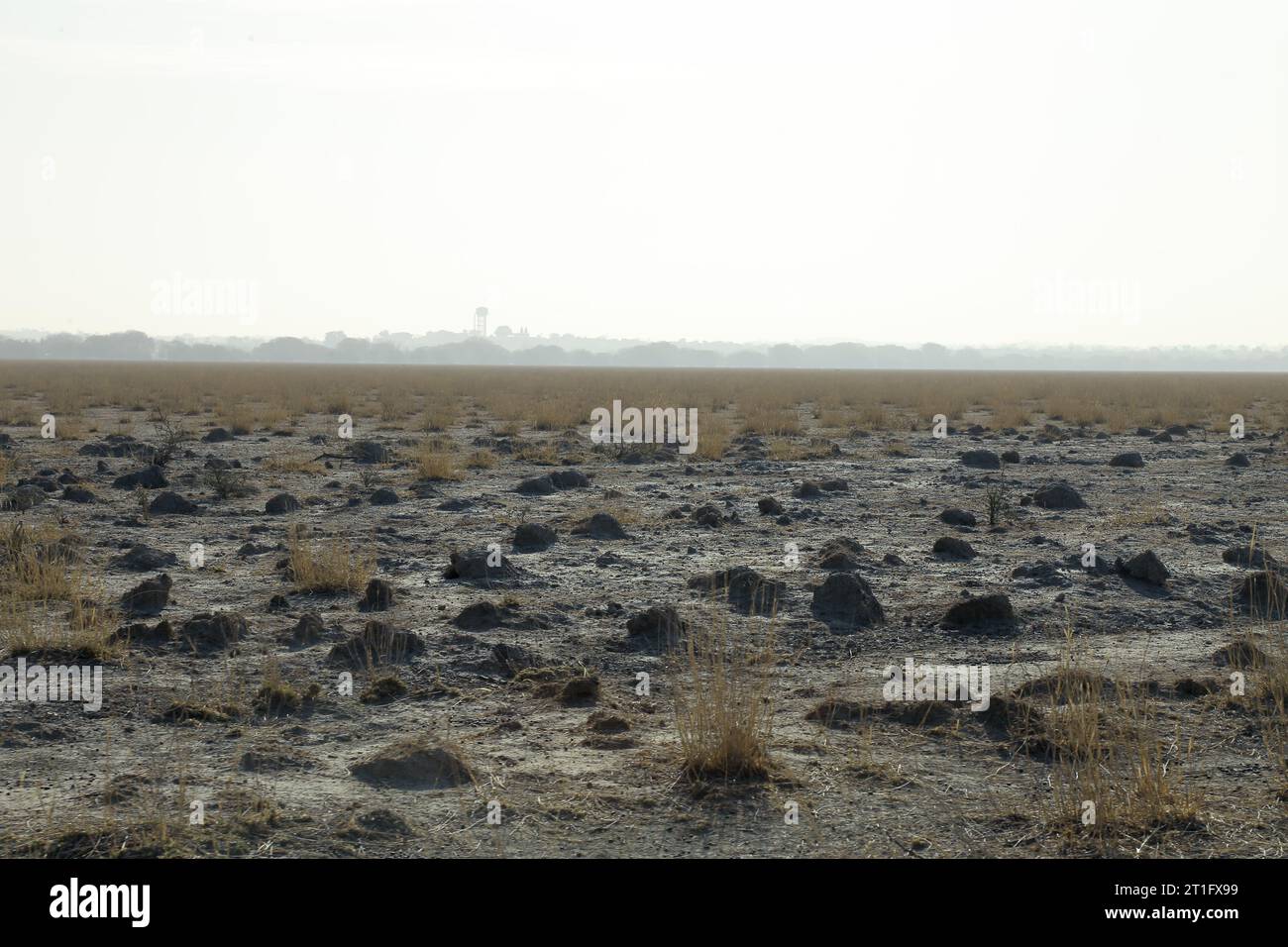 Arid climate mammal hi-res stock photography and images - Alamy