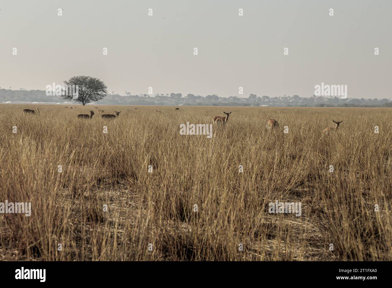 Indian Gazelle -Gazella bennettii, Natural Reserve Tal Chappar ...