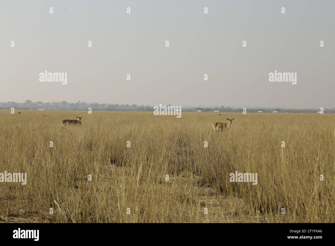 Indian Gazelle -Gazella bennettii, Natural Reserve Tal Chappar ...