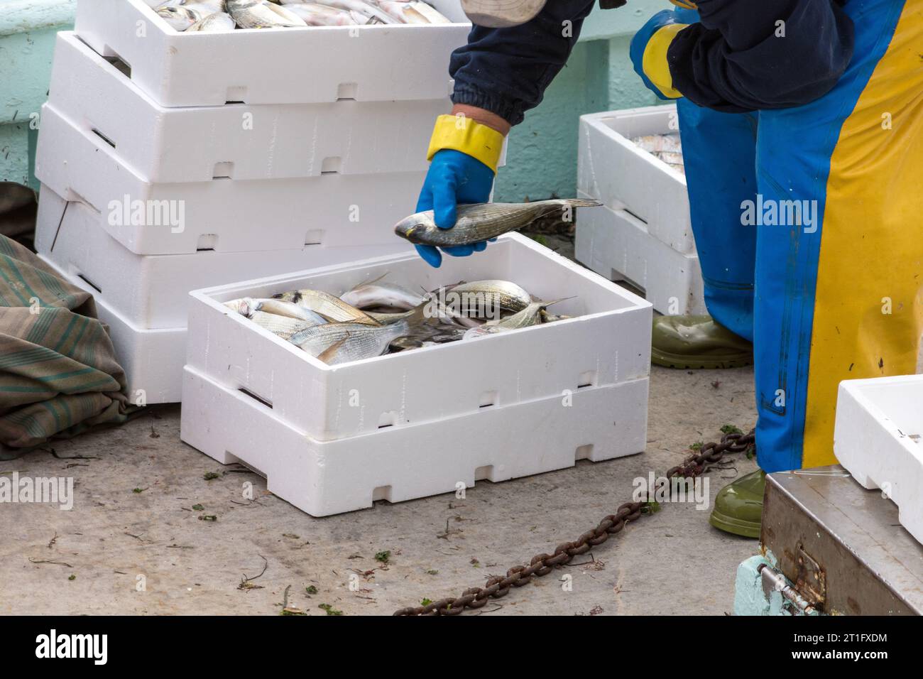 Fisherman sorting fresh fish just caught from the sea into boxes before ...