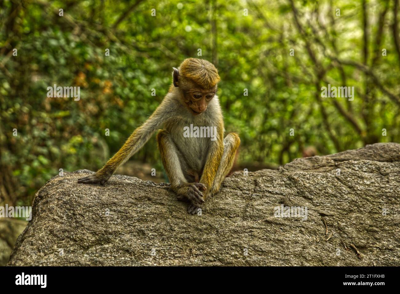 Baby wild animals summer hi-res stock photography and images - Alamy