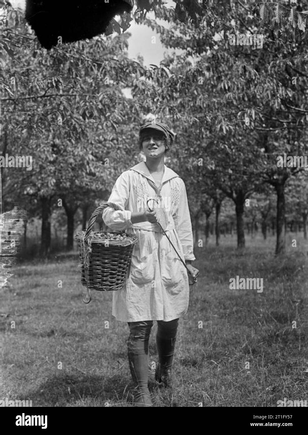 Agriculture in Britain during the First World War A female fruit picker ...