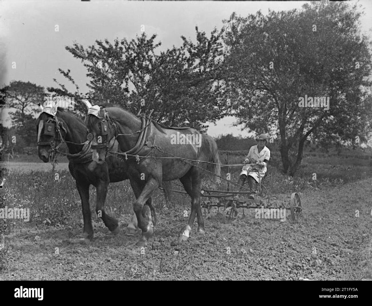 Agriculture in Britain during the First World War A member of the Women ...
