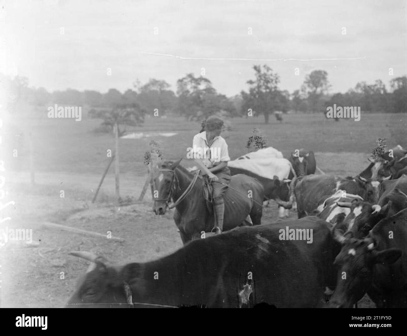 Agriculture in Britain during the First World War A female on horseback ...