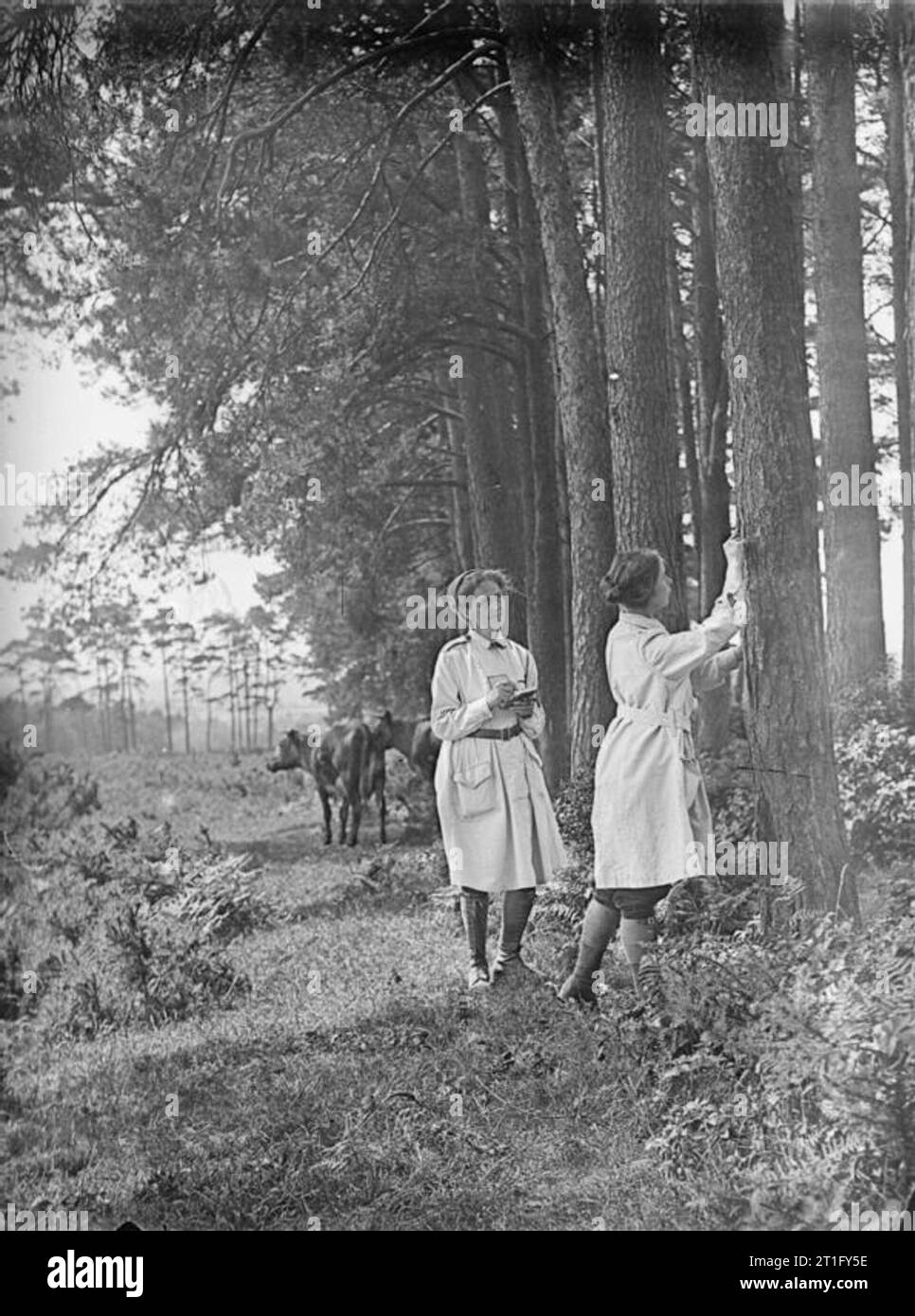 Agriculture in Britain during the First World War Members of the Women ...