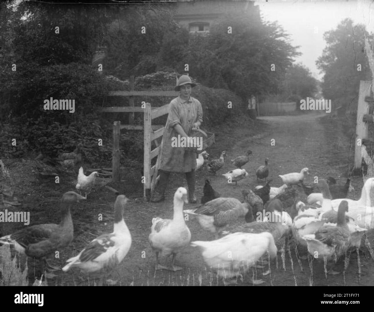 Agriculture in Britain during the First World War A female farm worker ...