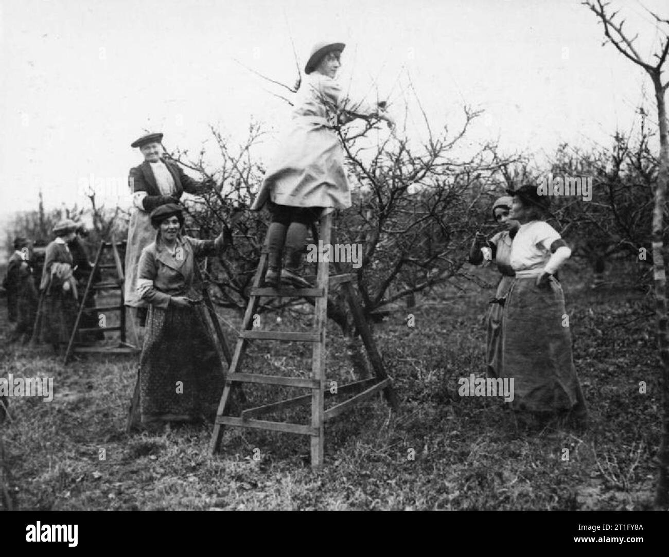 Agriculture in Britain during the First World War Members of the Women ...