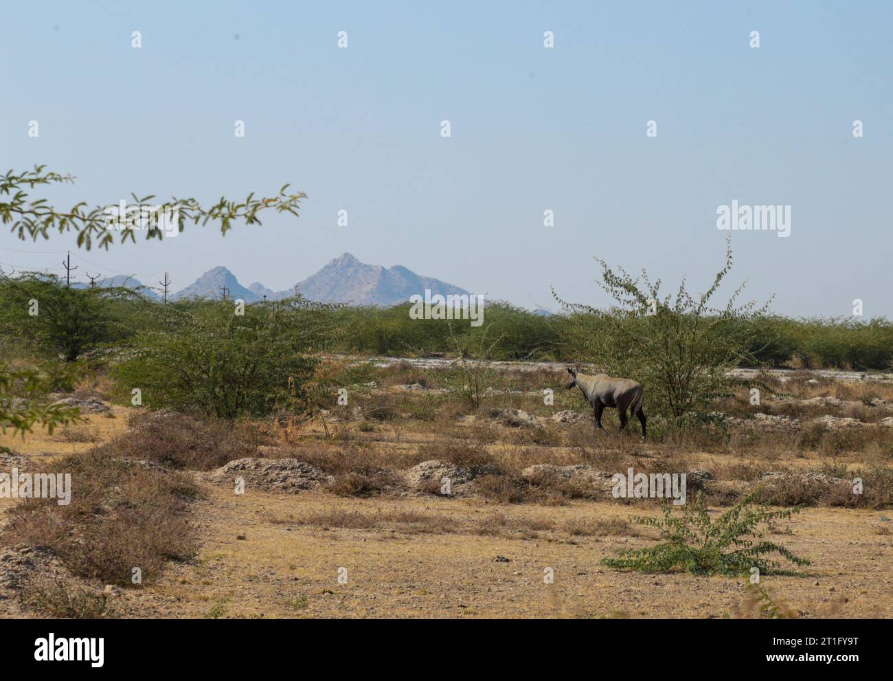 Nilgai ( Boselaphus tragocamelus ) in the wild Natural Reserve Tal ...
