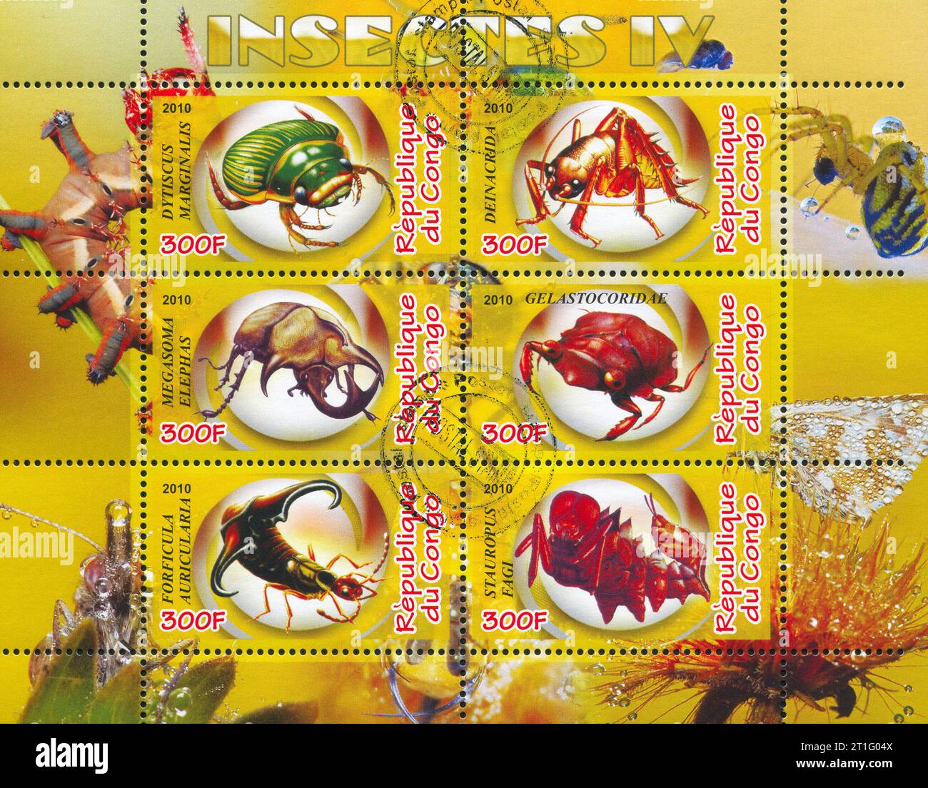 CONGO - CIRCA 2010: stamp printed by Congo, shows insects, circa 2010 ...