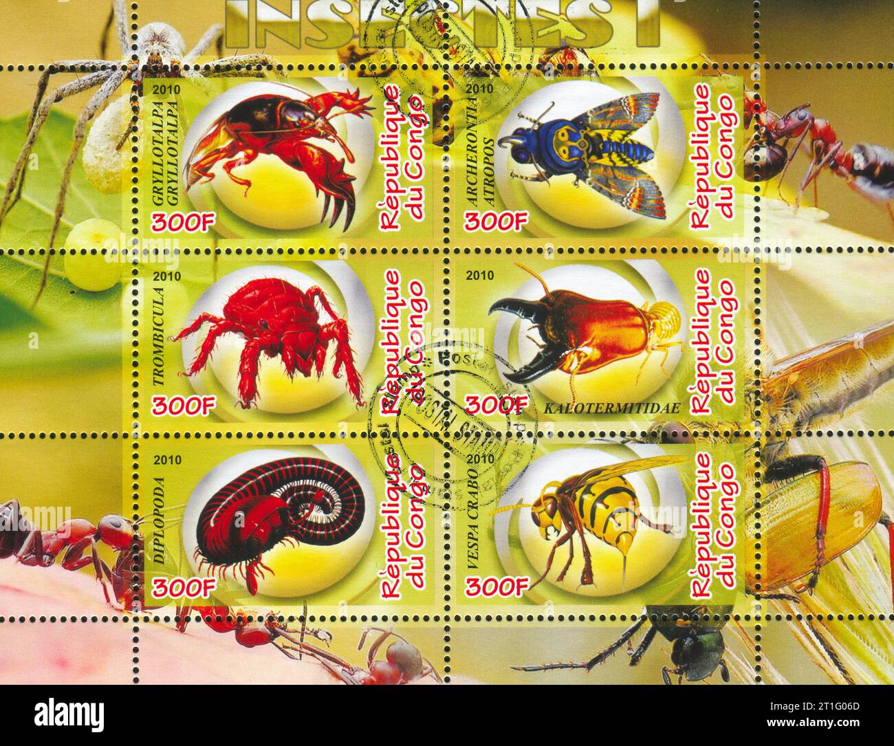 CONGO - CIRCA 2010: stamp printed by Congo, shows insects, circa 2010 ...
